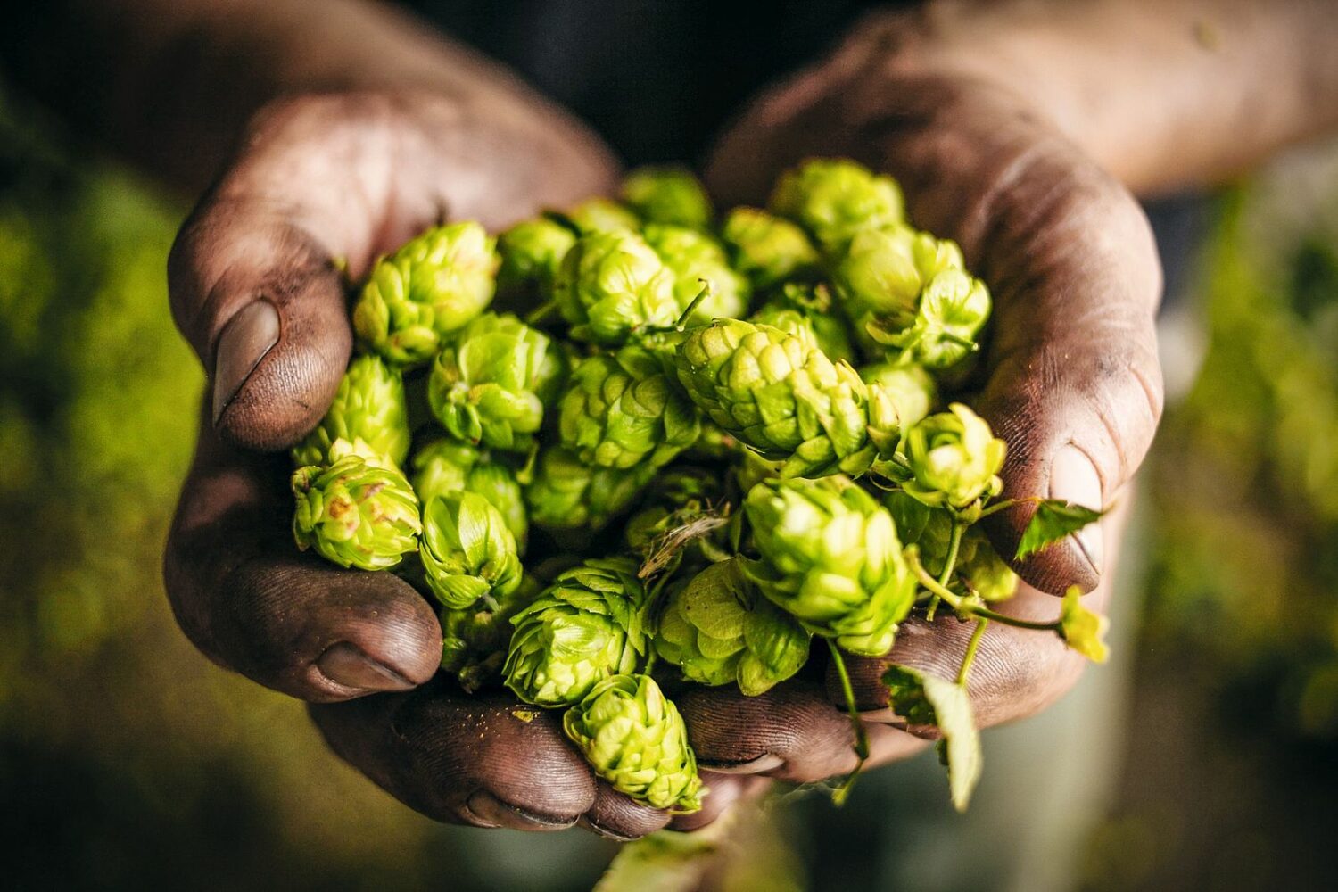 Bier & Hopfen - Oberbayern: echt Bayern