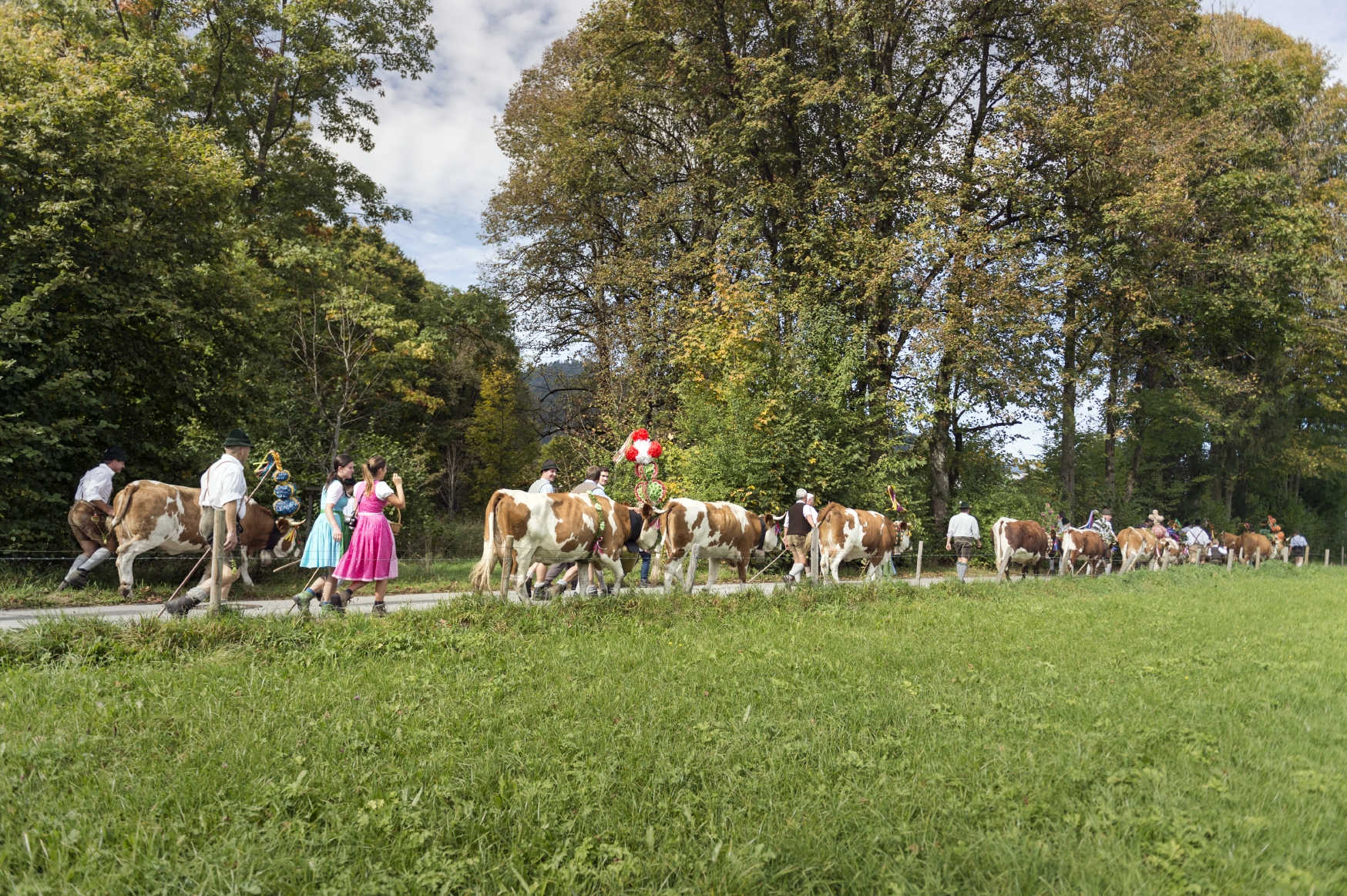 Der Almabtrieb in den Alpenregionen - Oberbayern: echt Bayern